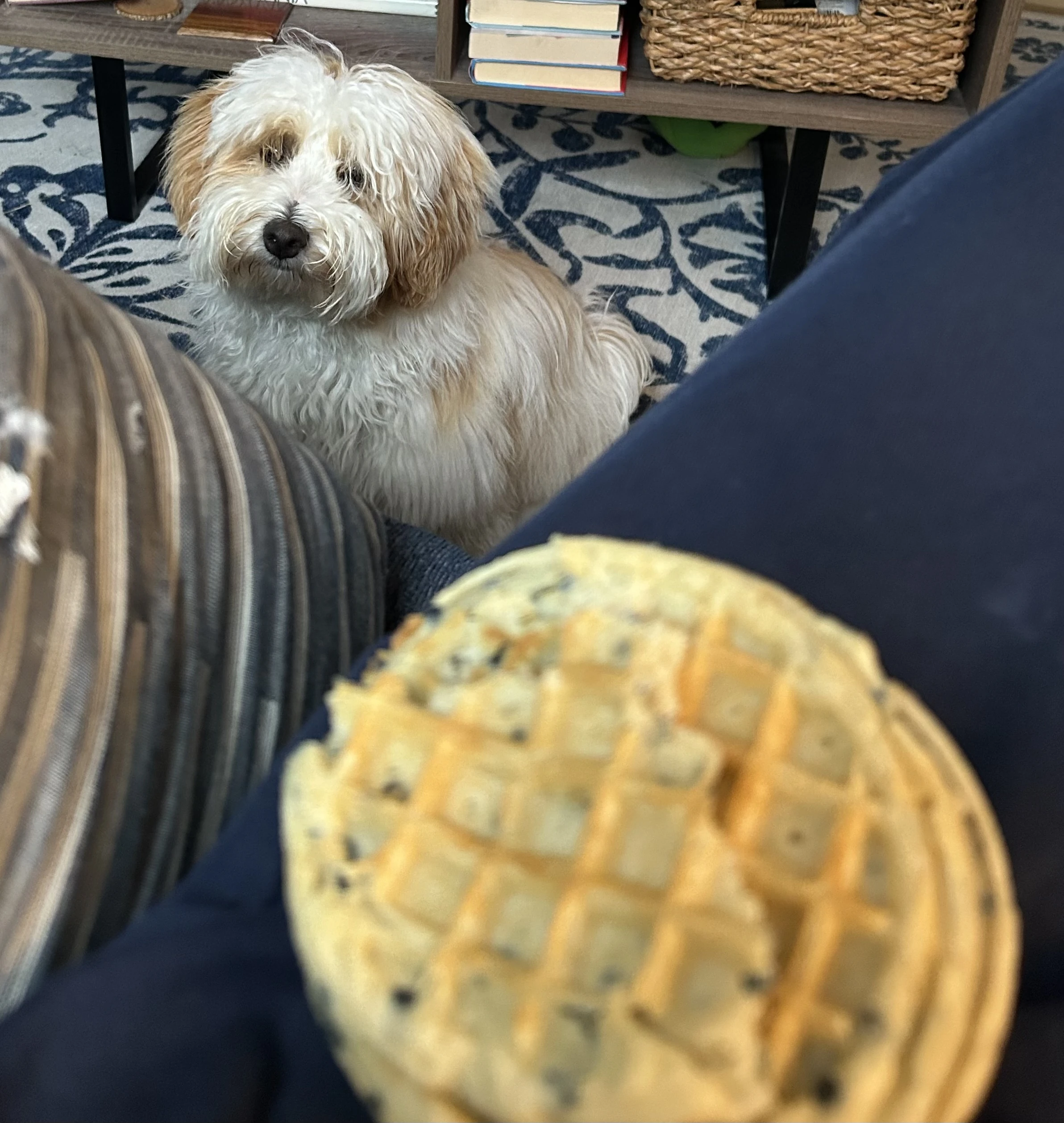 She wants my waffles | Fandom