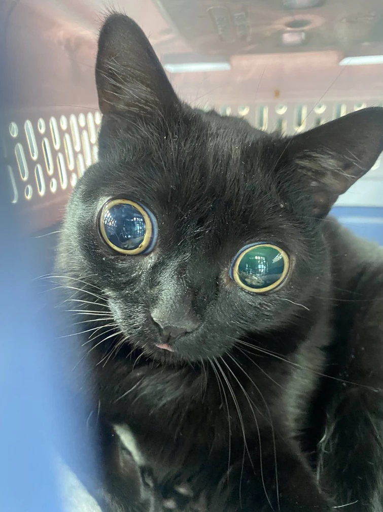 gimme eyebleach | Fandom