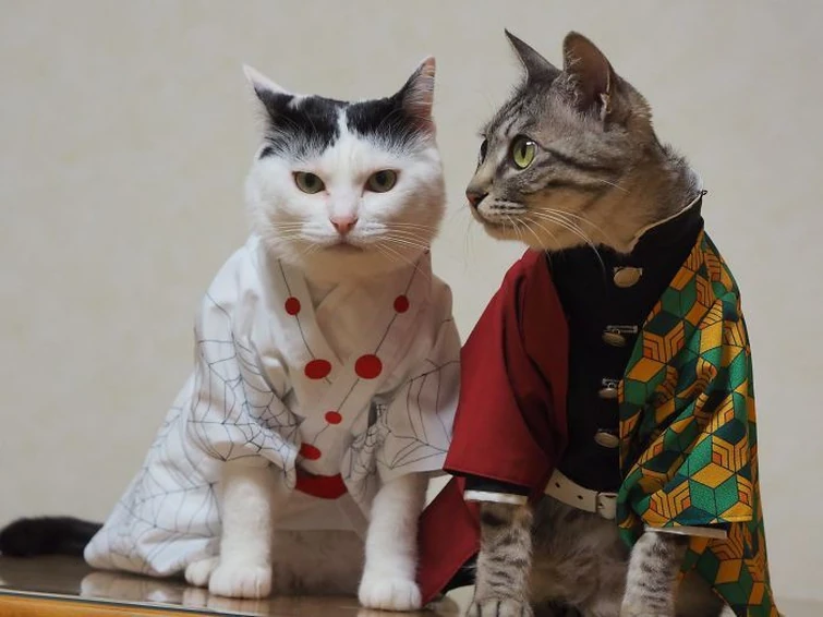 Kimetsu No Yaiba characters as cats | Fandom