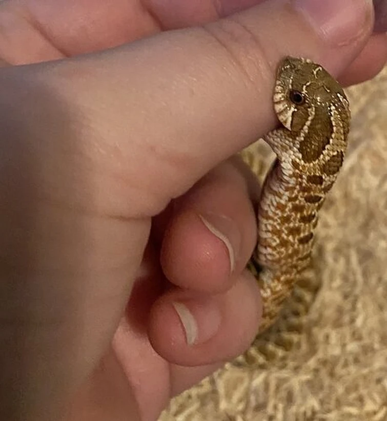 I SEE NO DIFFERENCE (Warning: IRL Snake Image down below) | Fandom