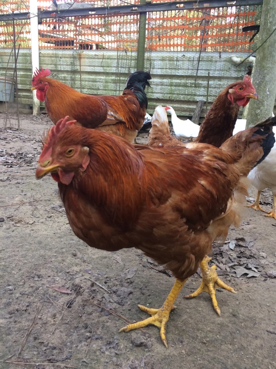 C H I C K E N | Fandom