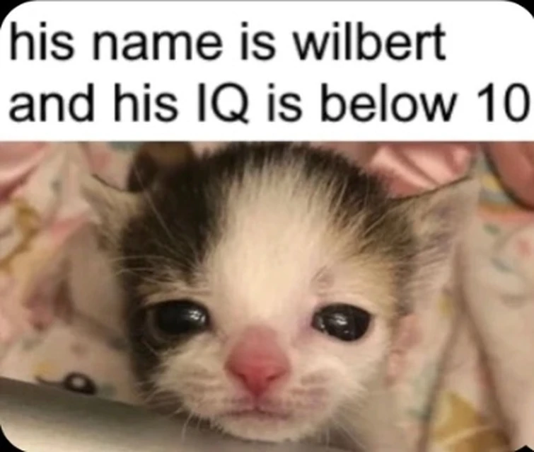 What meme do I remind you of? | Fandom