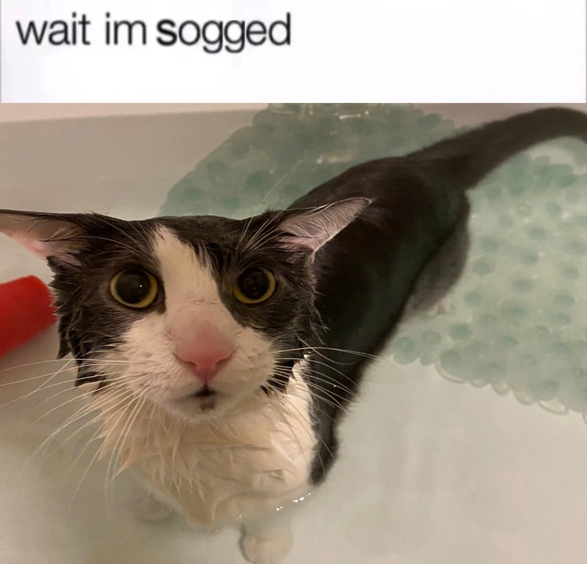 More Sogger!!! | Fandom