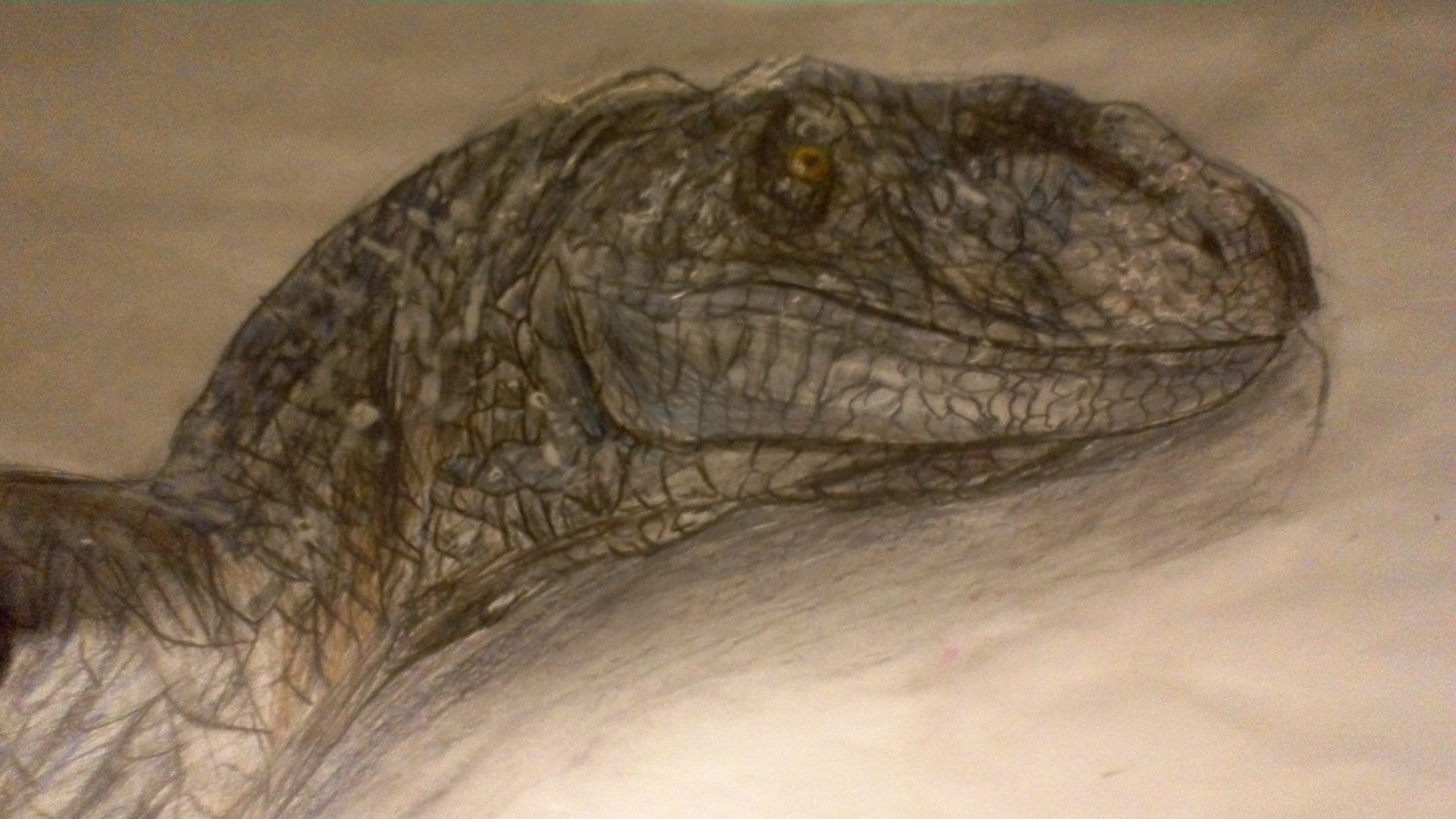 Behold my Raptor drawing | Fandom