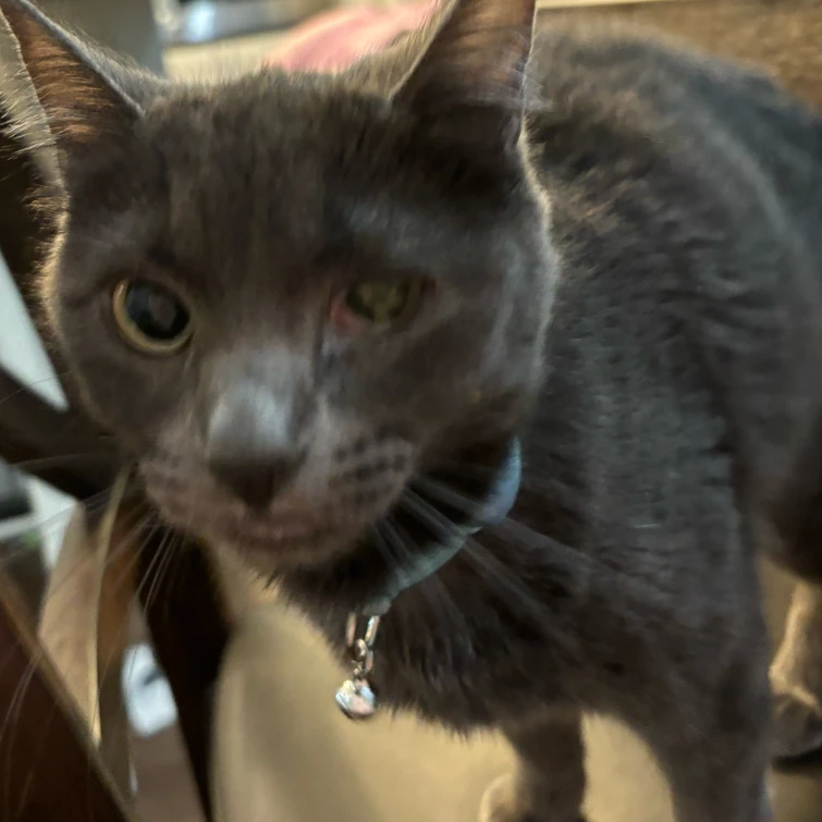 say hello to the babi (cat edition) | Fandom