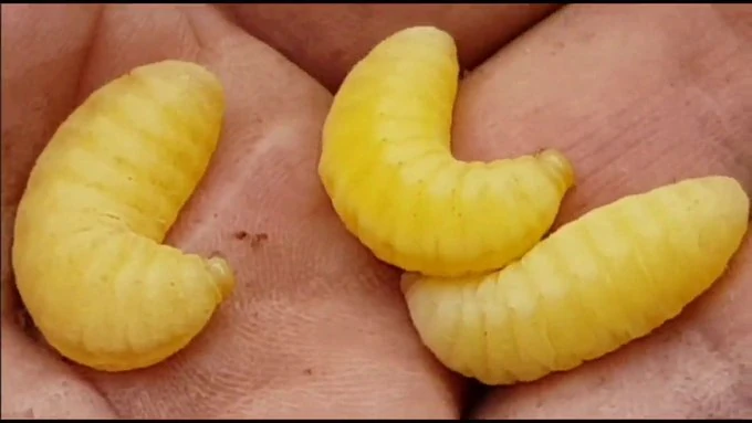 Mango theory | Fandom