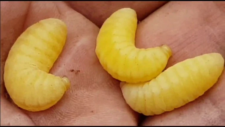 Discuss Everything About Larva animation Wiki | Fandom