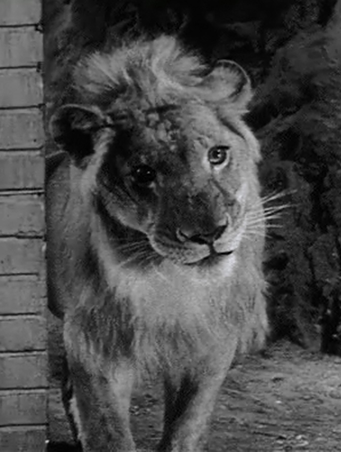 Category:Pets | Addams Family Wiki | Fandom