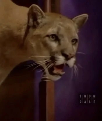 Kitty Kat | Addams Family Wiki | Fandom