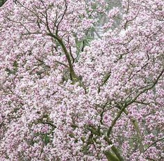 The Cobalt Estate | Addictedseries Wikia | Fandom