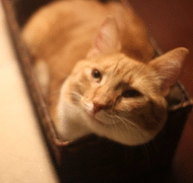 Sadie | Addictedseries Wikia | Fandom