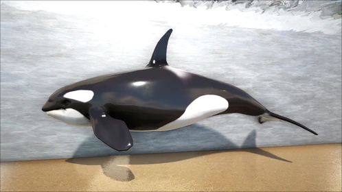 Orca | Additional Creatures Wiki | Fandom