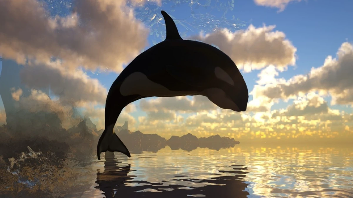 Orca | Additional Creatures Wiki | Fandom