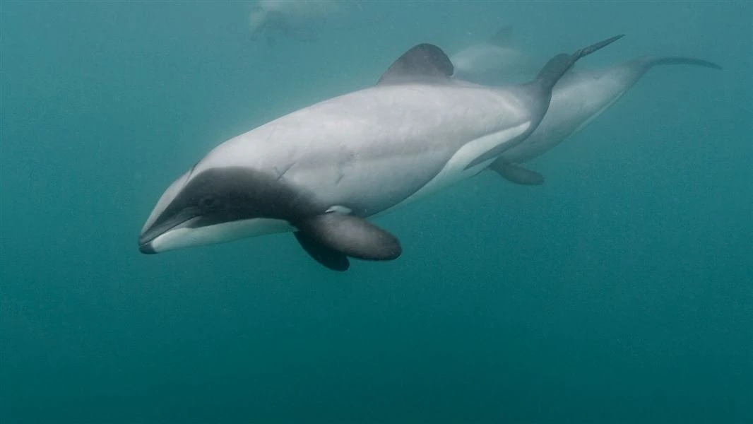 Hector's Dolphin | Additional Creatures Wiki | Fandom