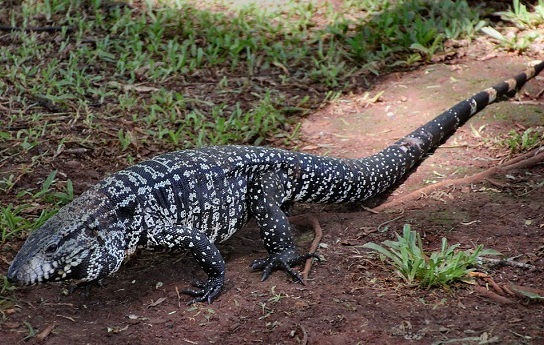 Tegu | Additional Creatures Wiki | Fandom