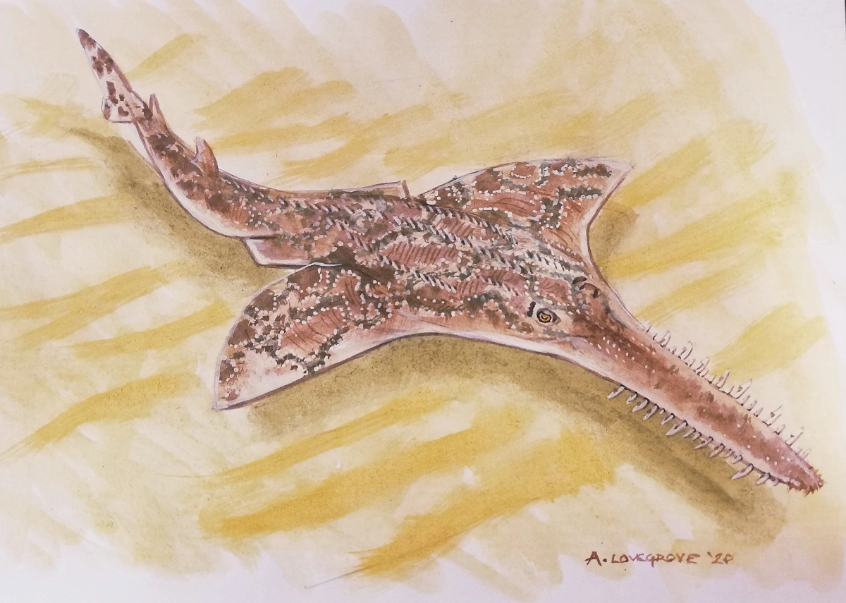 Onchopristis | Additional Creatures Wiki | Fandom