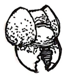Additional Creatures Wiki | Fandom