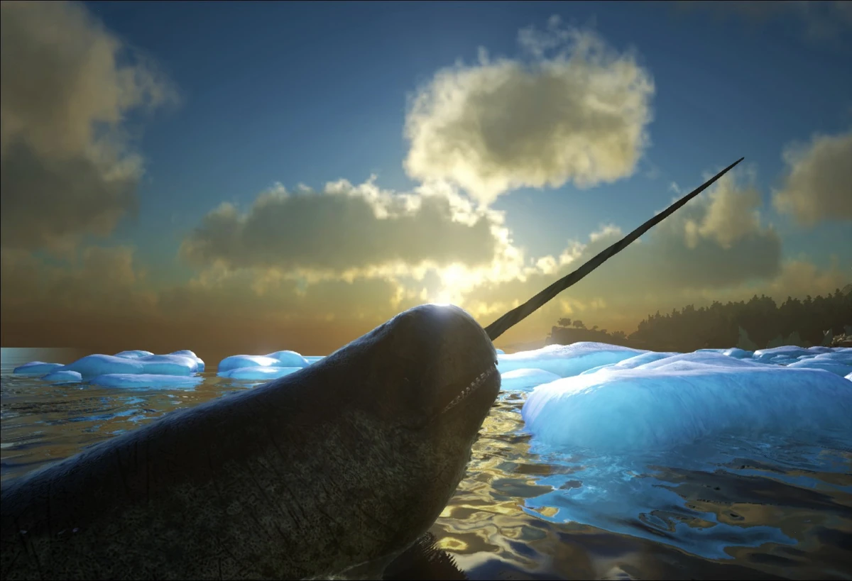 Narwhal | Additional Creatures Wiki | Fandom