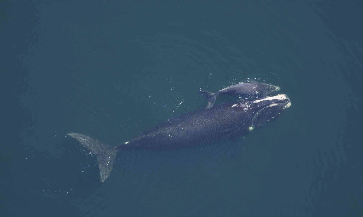 Right Whale | Additional Creatures Wiki | Fandom