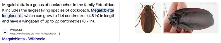 Megaloblatta Longipennis | Fandom