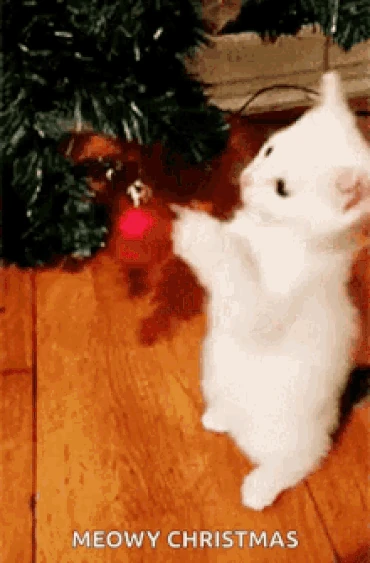 Which kitten is the cutest???? (These gifs and more can be viewed on my ...