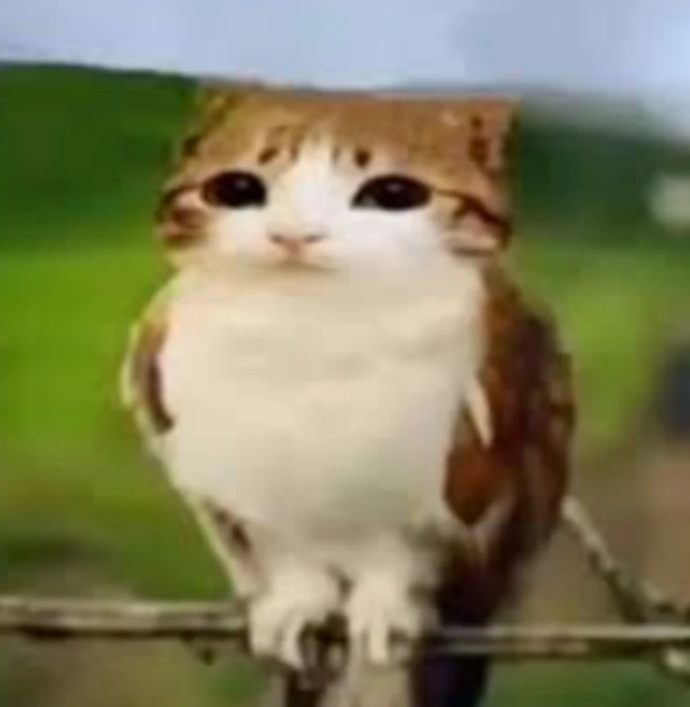 coding peoples prodiles again | Fandom