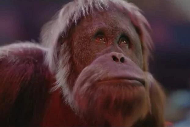 Maya the Orangutan | The Ad Mascot Wiki | Fandom