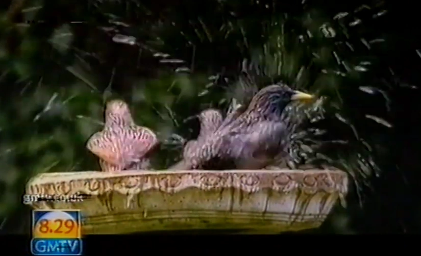 Singing Birds | The Ad Mascot Wiki | Fandom