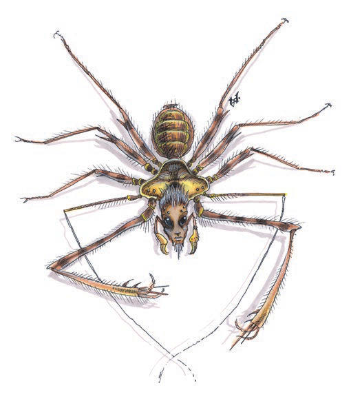 Spider (Creature) | Advanced Dungeons & Dragons 2nd Edition Wiki | Fandom