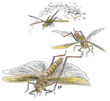 Insect Swarm | Advanced Dungeons & Dragons 2nd Edition Wiki | Fandom