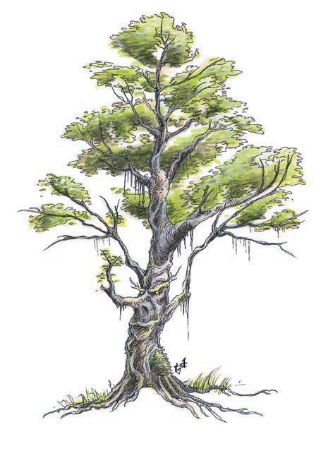 Treant | Advanced Dungeons & Dragons 2nd Edition Wiki | Fandom