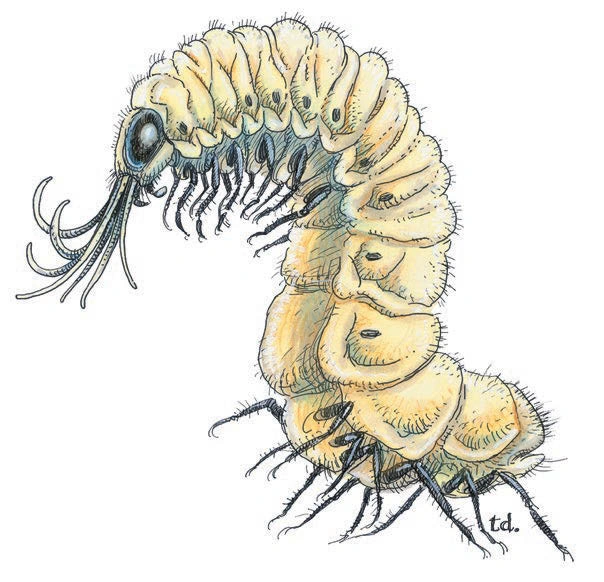 Carrion Crawler | Advanced Dungeons & Dragons 2nd Edition Wiki | Fandom