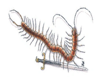 Centipede | Advanced Dungeons & Dragons 2nd Edition Wiki | Fandom