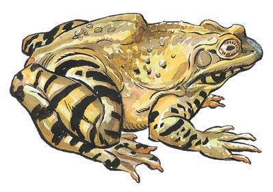 Frog | Advanced Dungeons & Dragons 2nd Edition Wiki | Fandom