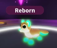 Mongoose | Adopt Me! Wiki | Fandom