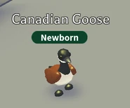 Canadian Goose | Adopt Me! Wiki | Fandom
