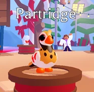 Partridge | Adopt Me! Wiki | Fandom