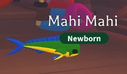 Mahi Mahi | Adopt Me! Wiki | Fandom