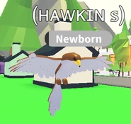 Hawk | Adopt Me! Wiki | Fandom