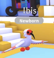 Ibis | Adopt Me! Wiki | Fandom