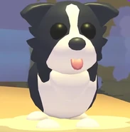 Border Collie | Adopt Me! Wiki | Fandom