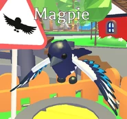 Magpie | Adopt Me! Wiki | Fandom