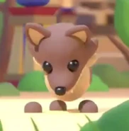 Coyote | Adopt Me! Wiki | Fandom