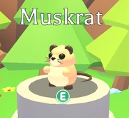 Muskrat | Adopt Me! Wiki | Fandom