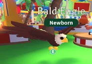 Bald Eagle | Adopt Me! Wiki | Fandom