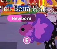 Pink Betta Fish | Adopt Me! Wiki | Fandom