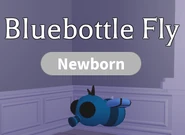 Bluebottle Fly | Adopt Me! Wiki | Fandom