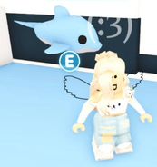 Dolphin | Adopt Me! Wiki | Fandom