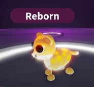 Cheetah | Adopt Me! Wiki | Fandom