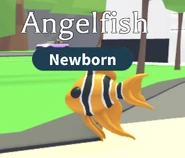 Angelfish | Adopt Me! Wiki | Fandom